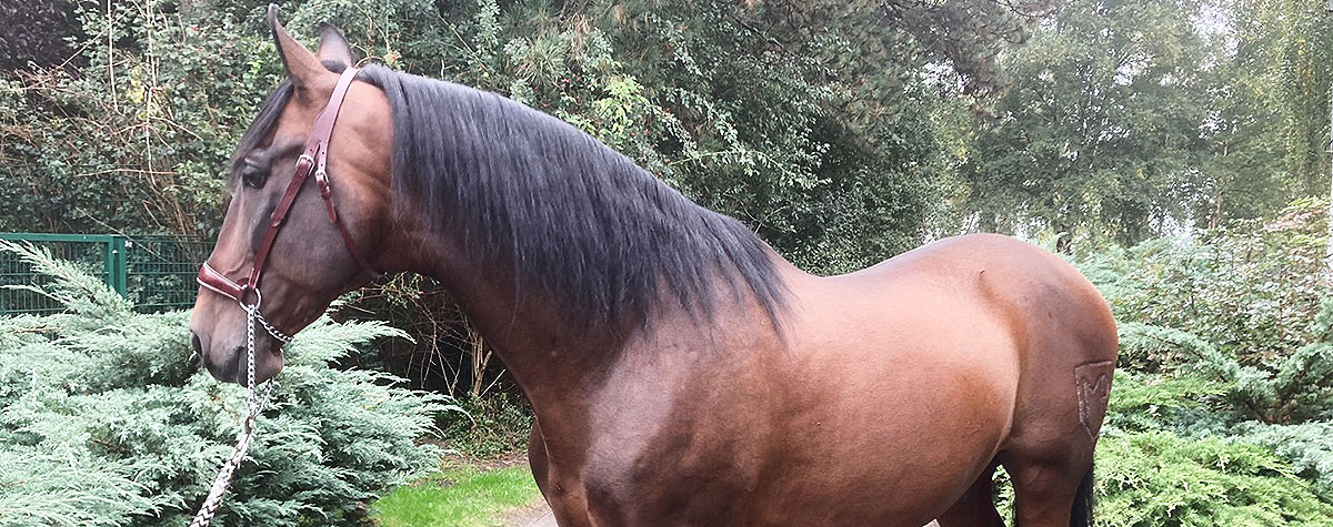 Andalusian good riding horse for adults and children